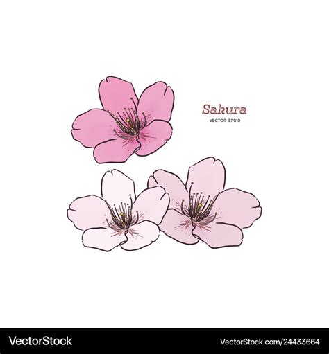 Sakura Flower Hand Draw Sketch Royalty Free Vector Vectorstock