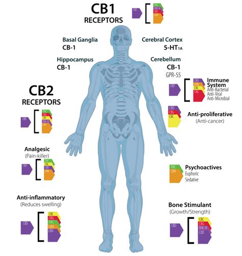 The Endocannabinoid System Health Synergy