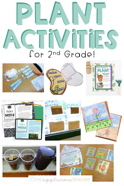 9 Fun Plant Activities For 2nd Grade The Applicious Teacher