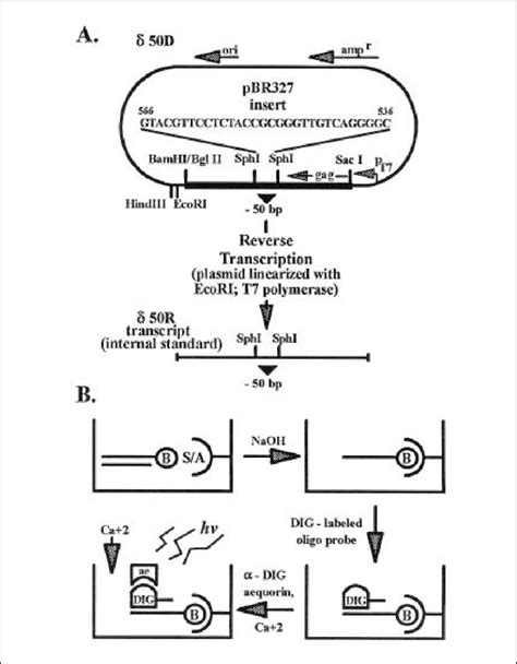 A δ 50 Plasmid Dna And Rna Internal Standards The Original Pqp1 δ