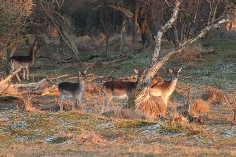 사슴 자연 야생 Pixabay의 무료 사진 Pixabay