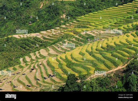 Terraced Rice Field In Sapa Vietnam Sapa Terraced Fields Are One Of