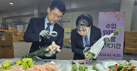 카네이션 수입 가장 많아4월 한 달 수입 화훼류 특별검역