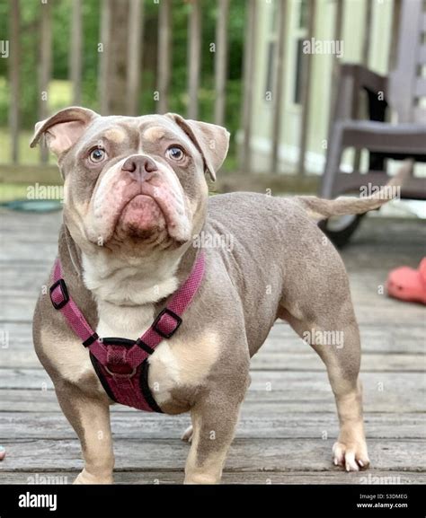 English Bulldog American Bully Mix