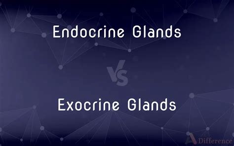 Endocrine Glands Vs Exocrine Glands Whats The Difference