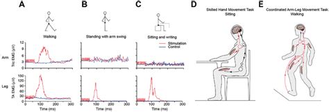 Interlimb Reflexes Are Compared Between Walking Standing And Sitting