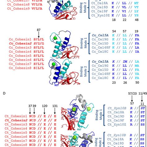 Overview Of The Cellulosome And The Cohesin Dockerin Complex In C Download Scientific Diagram