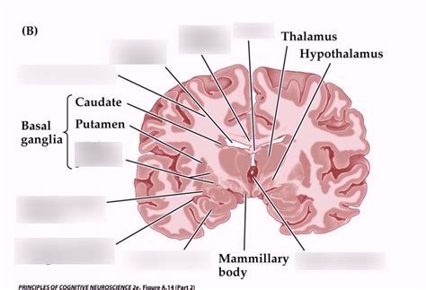 diagram 7 advanced brain structures pt 3 diagram quizlet