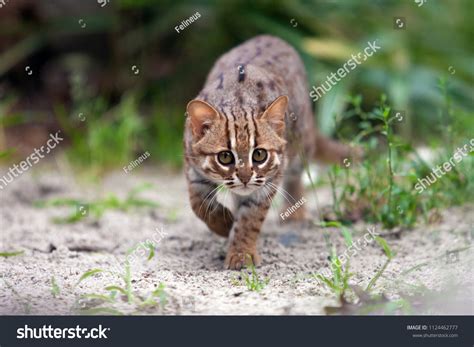 3 639 Rusty Cat Images Stock Photos Vectors Shutterstock