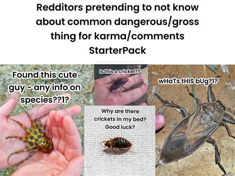 Feigning Ignorance About Very Commonly Known Dangerpest Starter Pack