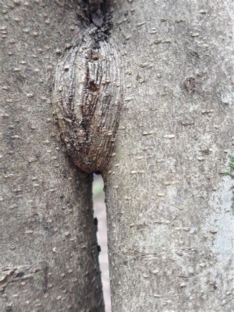 Tree That Split Then Grew Back Together R Mildlyvagina Tree That Split Then Grew Back Together R Mildlyvagina