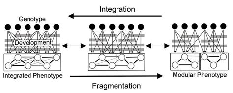 Integration Modularity And Macroevolution Goswamilab