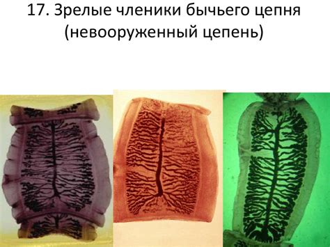 Срезы - презентация онлайн