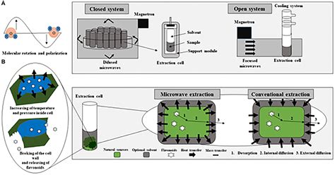Flavonoids Isolation Extraction At Norma Friedland Blog
