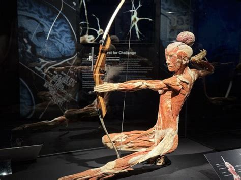 Inside The Franklin Institutes Stunning New Body Worlds” Exhibit