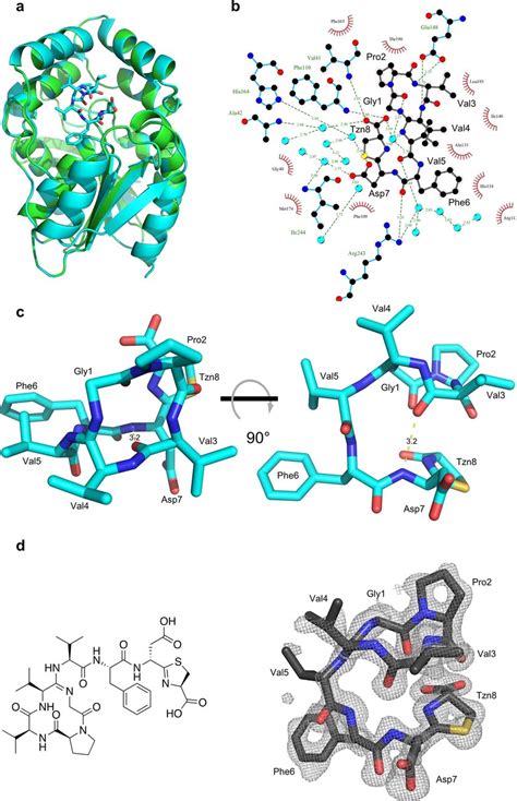 Crystal Structure Of Both In Complex With 3 A Superposition Of The