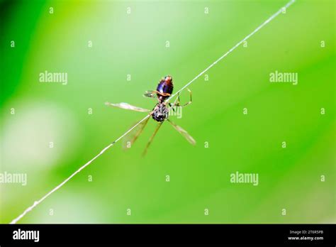 Insects Caught In A Spider Web Stock Photo Alamy