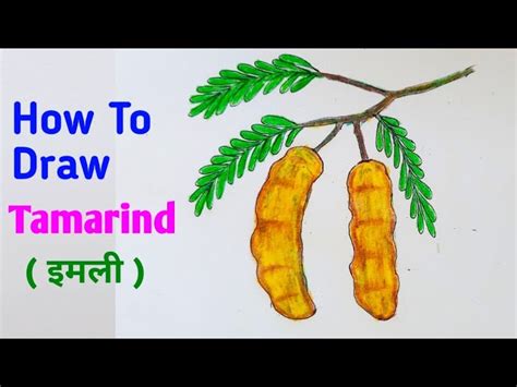 How To Draw Tamarind Leaf