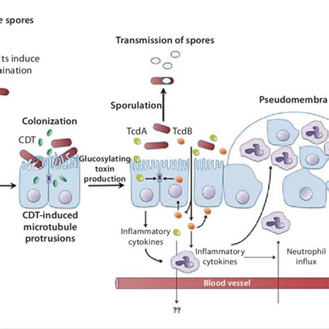 Pathogenesis Of Clostridium Difficile When C Difficile Spores Are Download Scientific Diagram