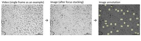 Arabidopsis Stomatal Counting Object Detection Dataset And Pre Trained Model By Oleksii