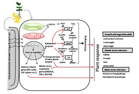 Schematic Representation Of Piriformospora Indica Symbiotic Download Scientific Diagram