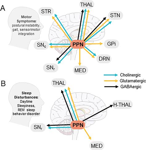 Frontiers Pedunculopontine Nucleus Degeneration Contributes To Both