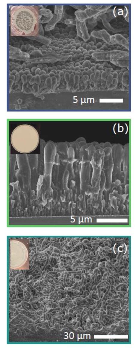 Sem Images After Galvanostatically Electroplating 7 4 C Cm 2 From 1 M