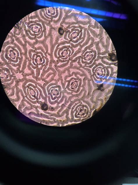 Greatbiology Stomata Under Microscope