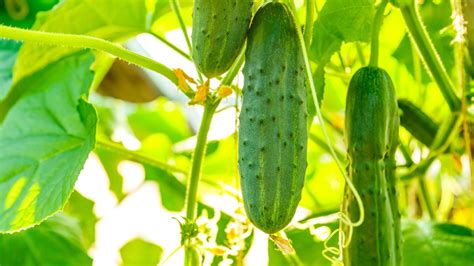 8 Plants That Do Not Like Pine Needles A Garden Diary