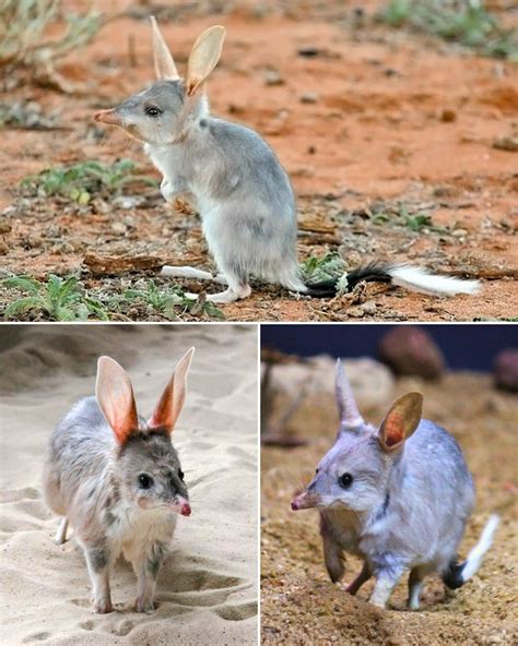 1 Minute 🔥 This Is The Bilby A Tiny Desert Dweller 😍 Native To Australia The Bilby Is A