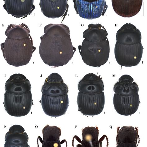 Dorsal Habitus Of Dung Beetle Species Collected In The Tapajós National