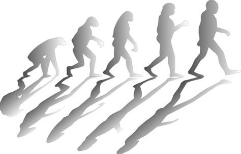 3000 多张免费的“human Evolution”和“进化”矢量图 Pixabay