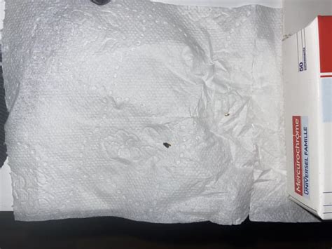 Found This On My Airbnb Room Does Someone Know If It Is A Bed Bug R Whatsthisbug