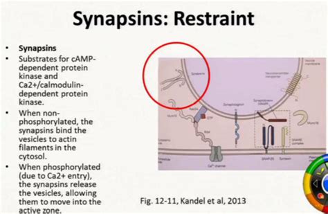 Neurobiology Quiz 2 Flashcards Quizlet