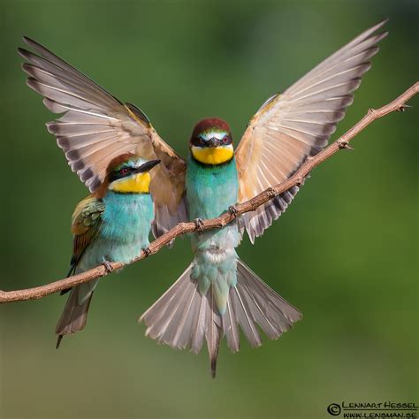European Bee Eater Archives Page 2 Of 3 Lensman
