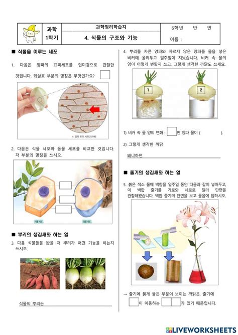 6학년 4 식물의 구조와 기능 학습지은봉초 0557 Leeheeyoung Live