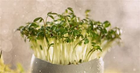 달걀 껍질에서 자라는 신선한 정원 유채과 식물 마이크로 그린 사진 Unsplash의 성장 이미지