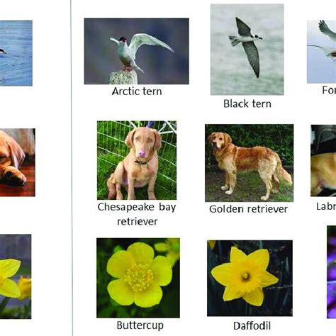 progressive fine grained image classification download scientific