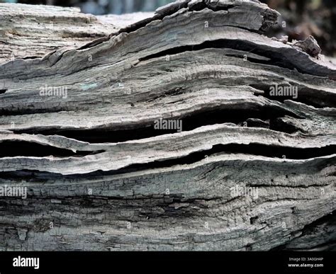 Dead Debarked Tree Trunk With A Porous Wood Structure The