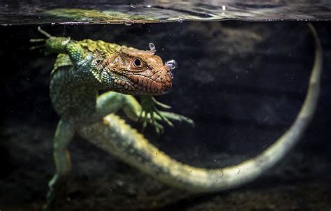Caiman Lizard Reptile Free Photo On Pixabay