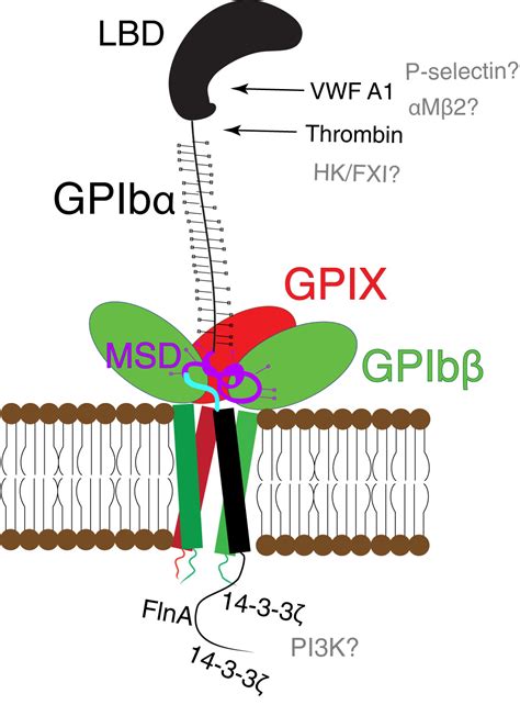 Structure‐function Of Platelet Glycoprotein Ib‐ix Quach 2020