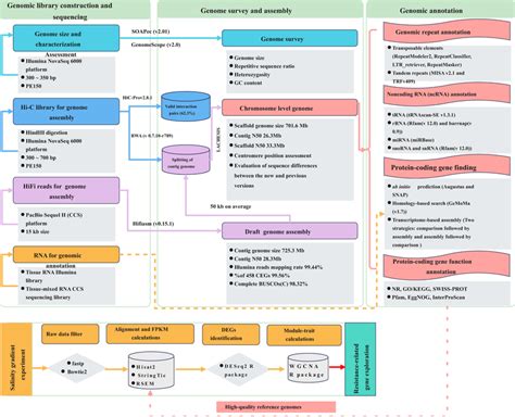 This Diagram Illustrates The Workflow Employed For The Genome Assembly
