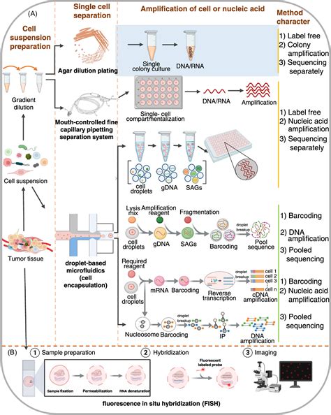 Figure 3 From Applying Multi‐omics Toward Tumor Microbiome Research