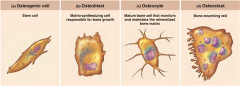 Development Of The Musculoskeletal System Flashcards Quizlet