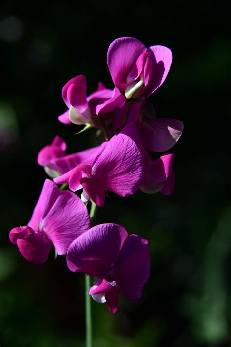 600000 Free Beautiful Pea Flowers And Nature Images Pixabay