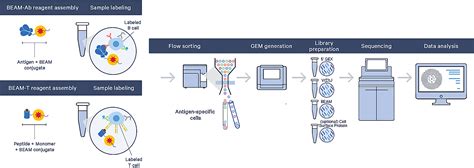 Introducing Beam Barcode Enabled Antigen Mapping Benefits Of Rapid Antigen Specific B And T