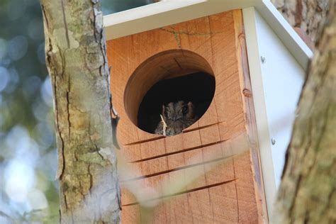 Hollow Log Homes Nest Boxes For Wildlife