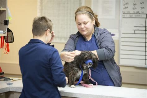Emergency Vet Edwardsville 24 Hour Vet Clinic Hawthorne Animal Hospital