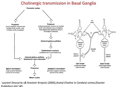 Cholinergic Transmission In Cns An Overview Ppt