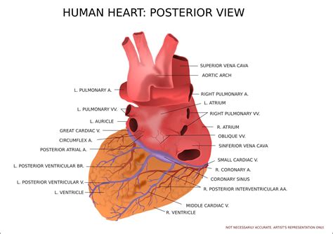 Healthy Heart Diagram